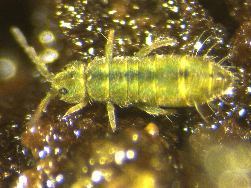 Checklist of the Collembola: Isotominae