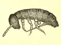 Checklist of the Collembola: Poduridae