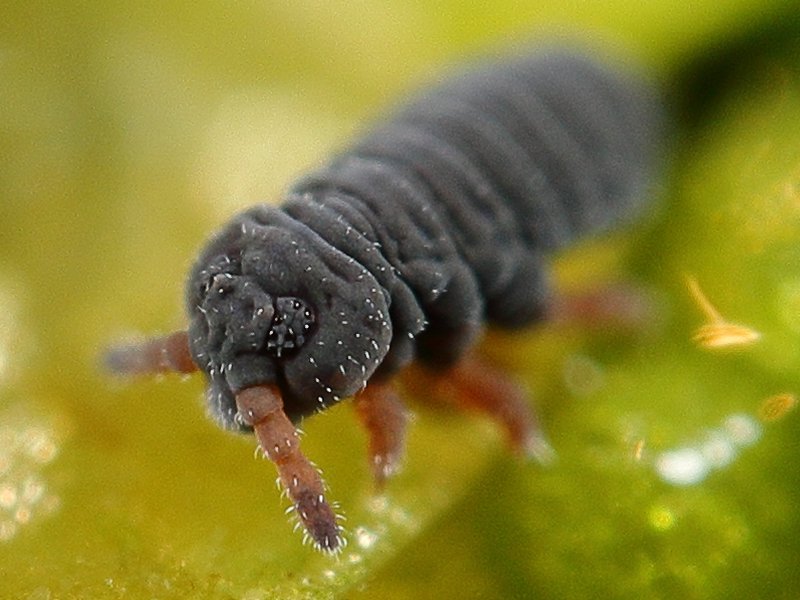 Checklist of the Collembola: Poduridae