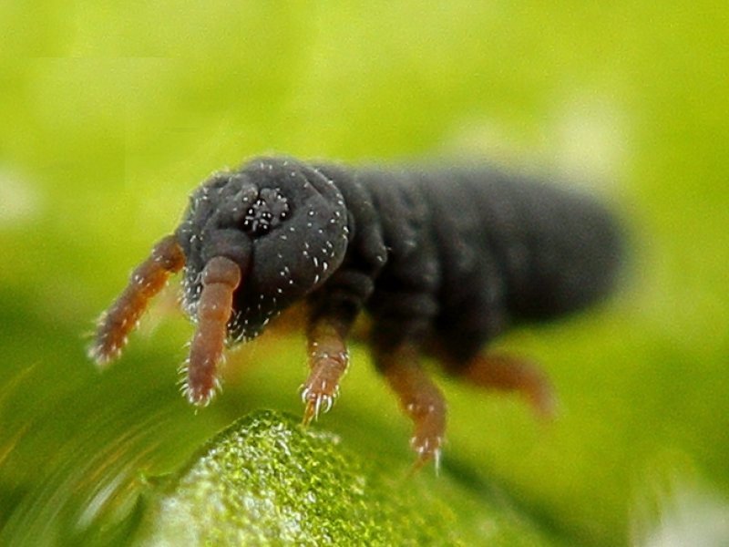 Checklist of the Collembola: Poduridae