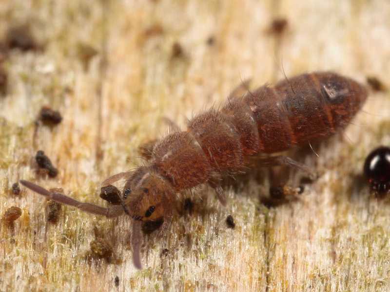 Checklist of the Collembola: Isotominae