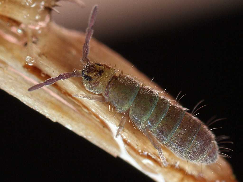 Checklist of the Collembola: Isotominae