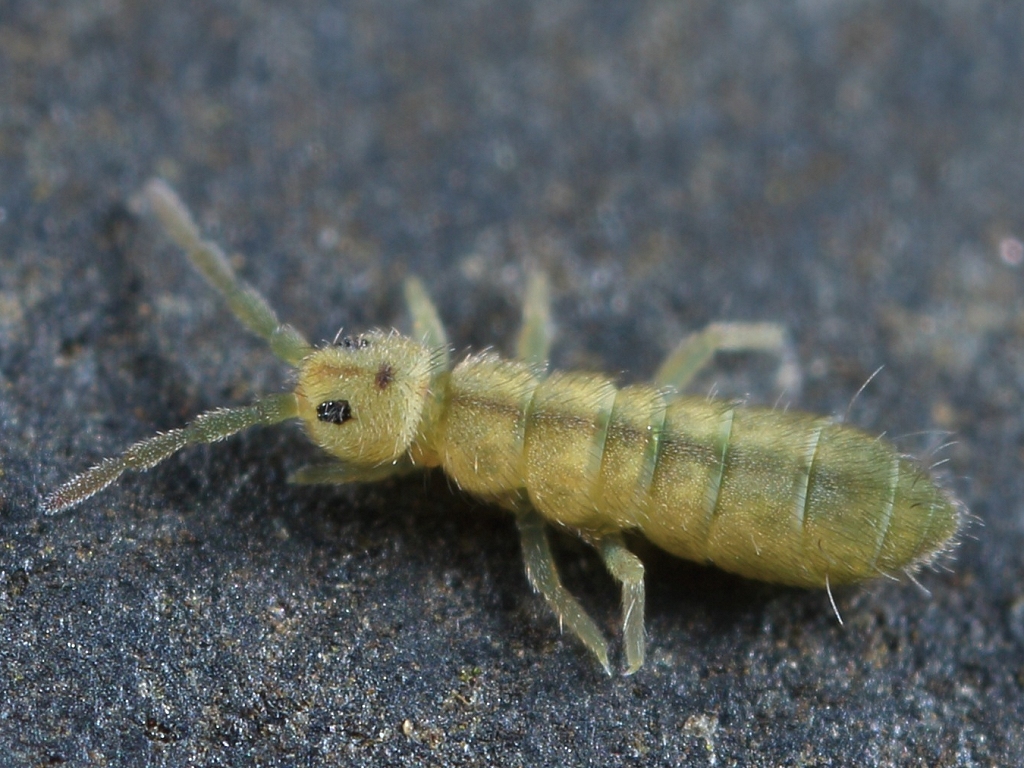 Checklist of the Collembola: Isotominae