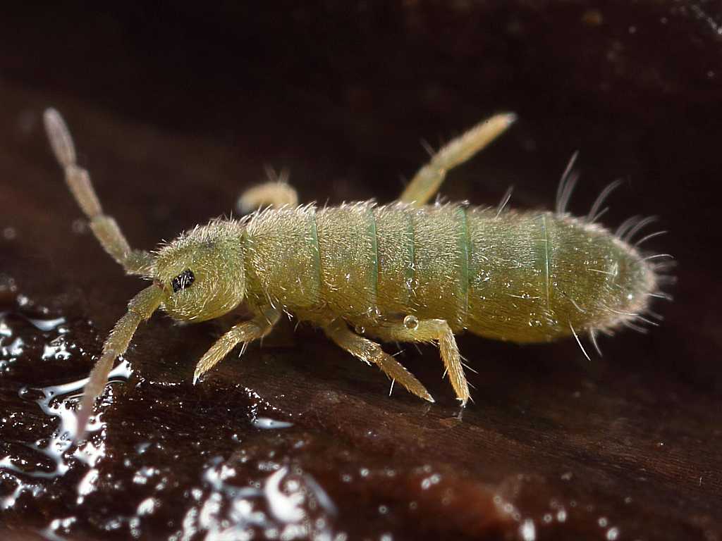 Checklist of the Collembola: Isotominae