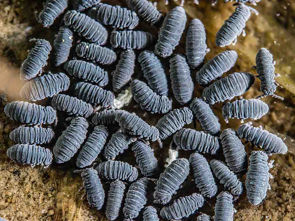 Checklist of the Collembola: Poduridae