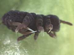 Checklist of the Collembola: Poduridae