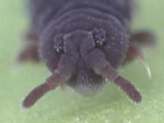 Checklist of the Collembola: Poduridae