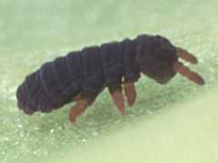 Checklist of the Collembola: Poduridae