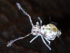 Checklist of the Collembola: Songhaicinae