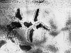 Checklist of the Collembola: Poduridae