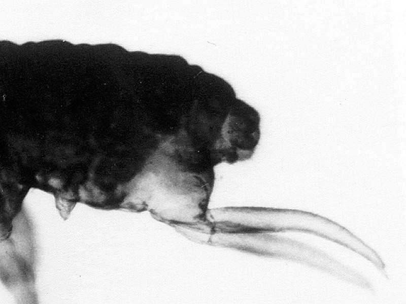 Checklist of the Collembola: Poduridae