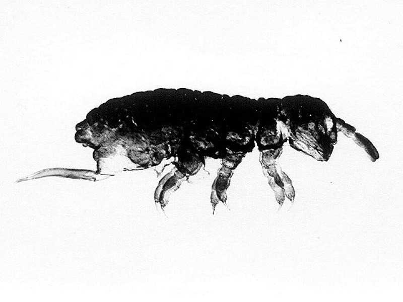 Checklist of the Collembola: Poduridae