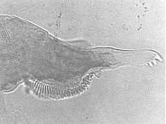 Checklist of the Collembola: Poduridae