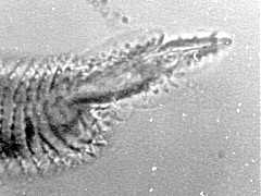 Checklist of the Collembola: Poduridae