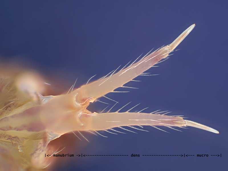 Checklist of the Collembola of the World: Furcae