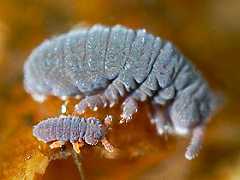 Checklist of the Collembola: Poduridae