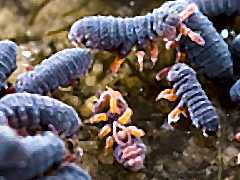 Checklist of the Collembola: Poduridae