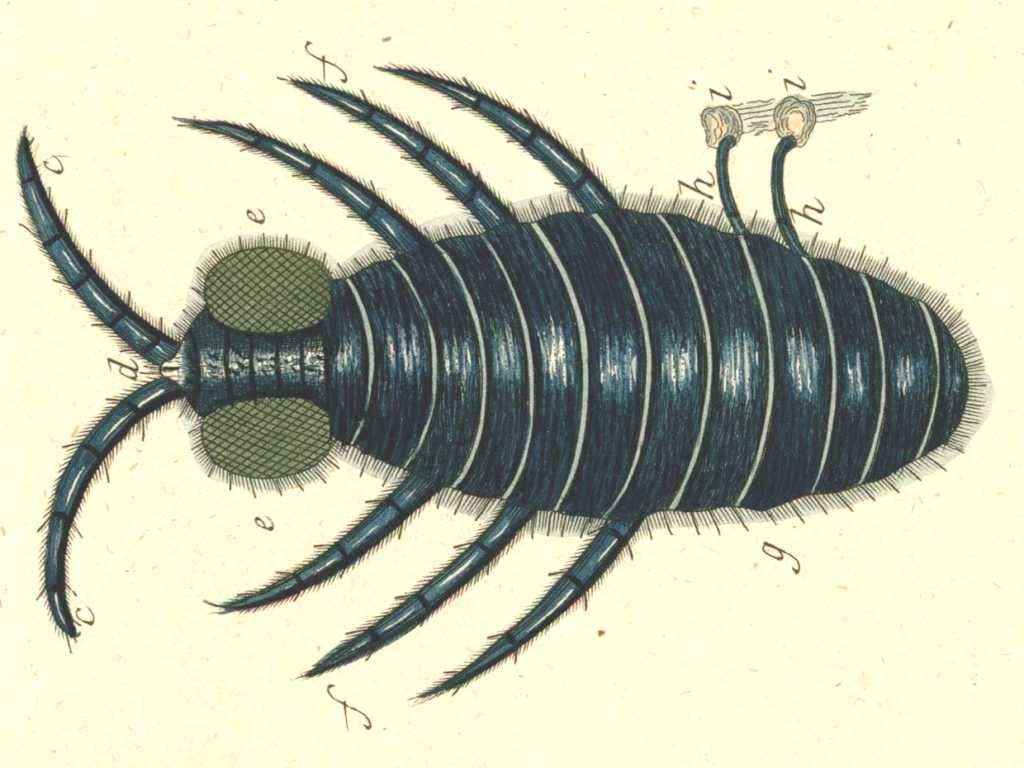 Checklist of the Collembola: Poduridae