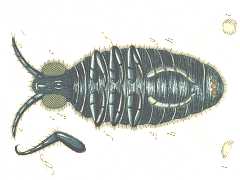Checklist of the Collembola: Poduridae