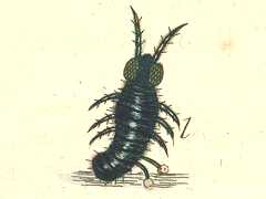 Checklist of the Collembola: Poduridae