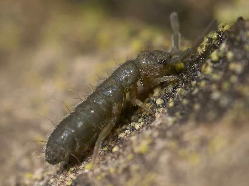 Checklist of the Collembola: Isotominae