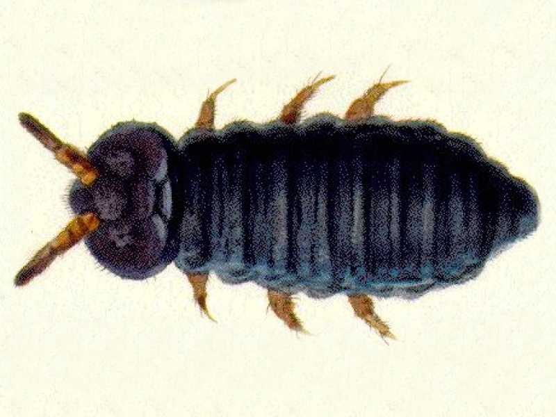 Checklist of the Collembola: Poduridae