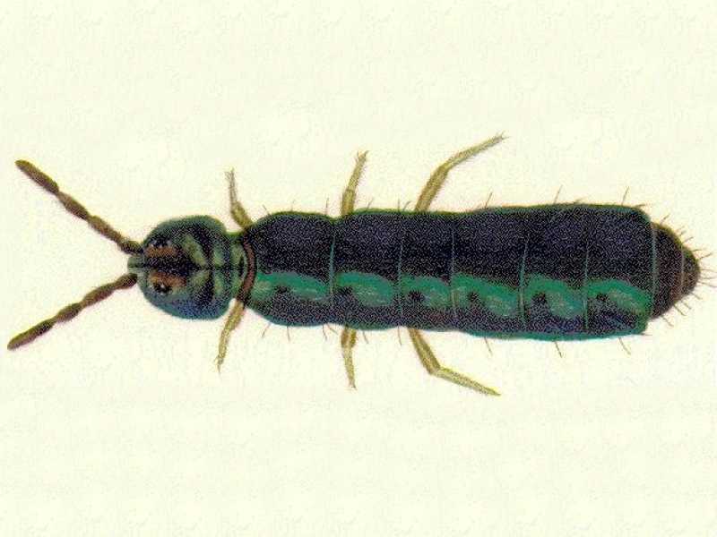 Checklist of the Collembola: Isotominae