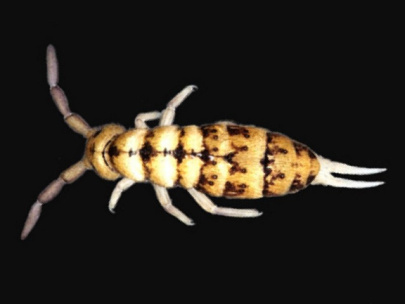 Checklist of the Collembola: Isotominae