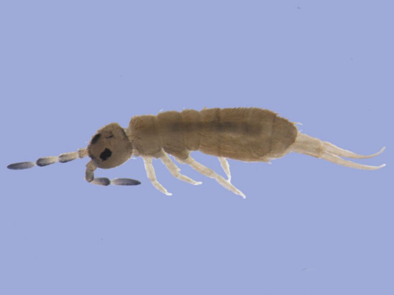 Checklist of the Collembola: Isotominae