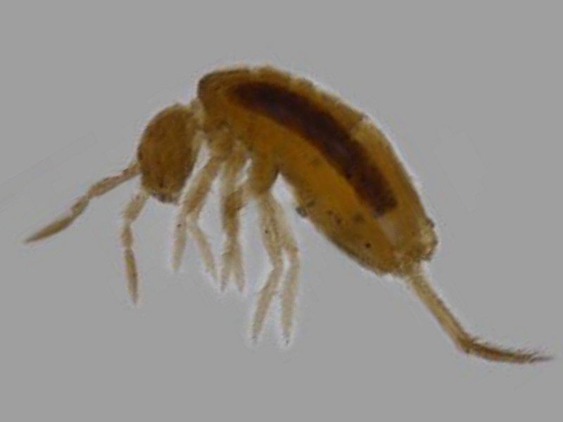 Checklist of the Collembola: Cyphoderinae