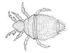 Checklist of the Collembola: Coenaletidae