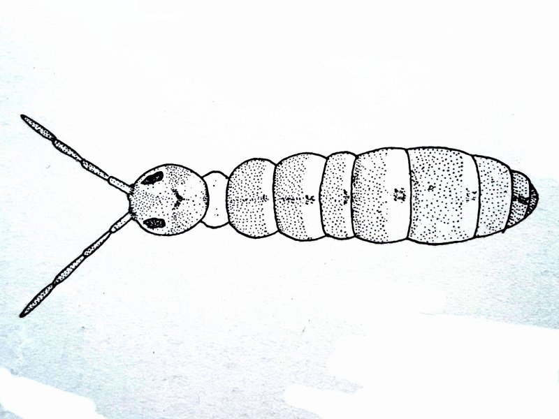 Checklist of the Collembola: Isotominae
