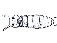 Checklist of the Collembola: Poduridae