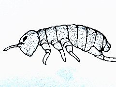 Checklist of the Collembola: Poduridae