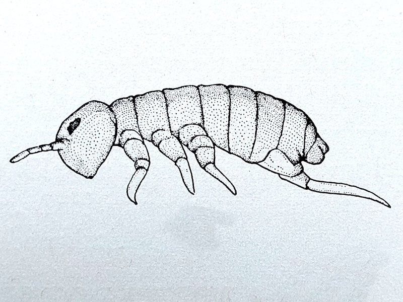 Checklist of the Collembola: Poduridae