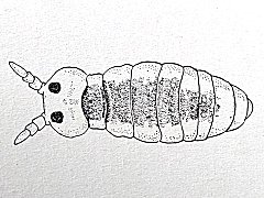 Checklist of the Collembola: Poduridae