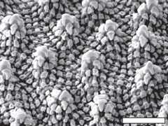 Checklist of the Collembola: Poduridae