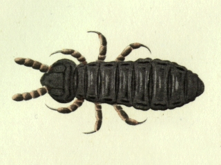 Checklist of the Collembola: Poduridae
