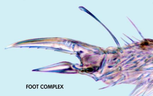 Checklist of the Collembola: Image Gallery