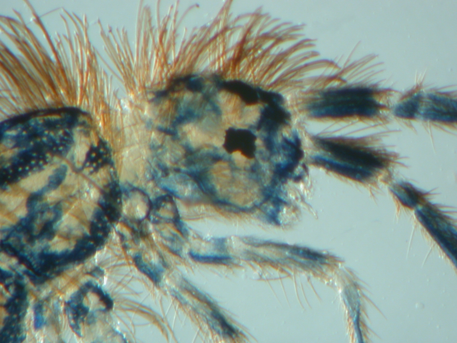 Checklist of the Collembola: Image Gallery