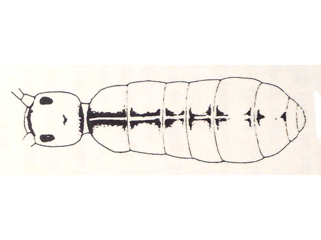 Checklist of the Collembola: Isotominae