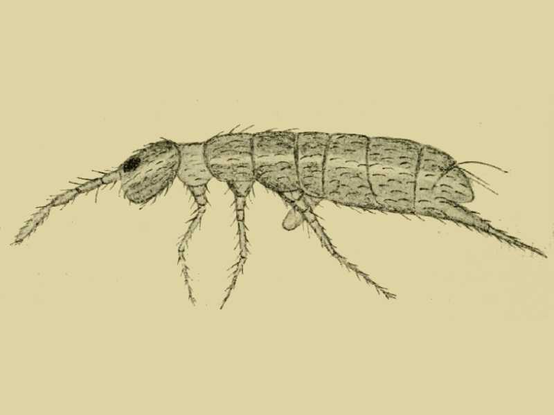 Checklist of the Collembola: Isotominae