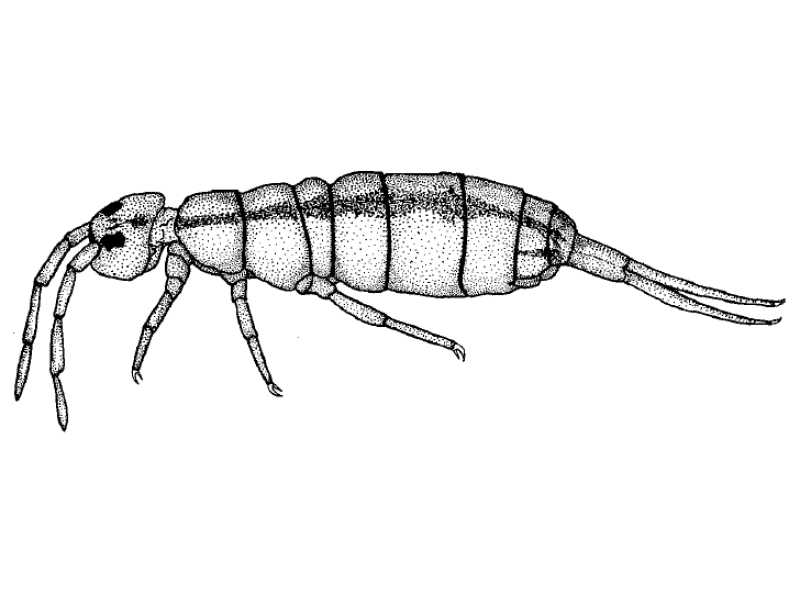 Checklist of the Collembola: Isotominae