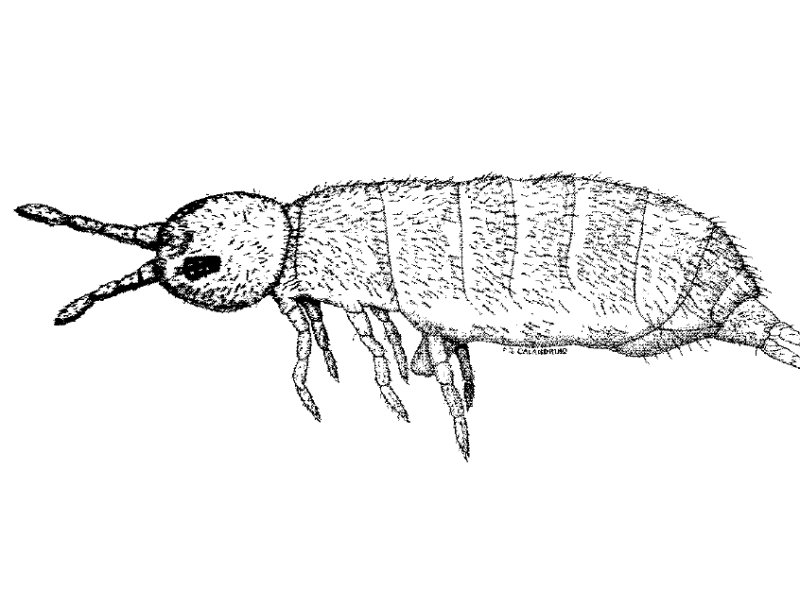 Checklist of the Collembola: Isotominae