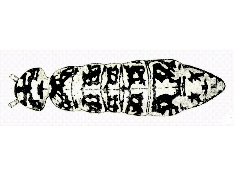 Checklist of the Collembola: Isotominae