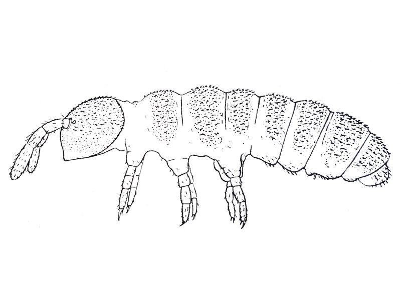 Checklist of the Collembola: Pachyotominae