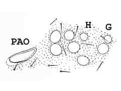 Checklist of the Collembola: Pachyotominae