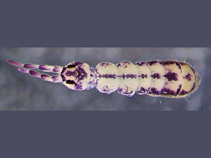 Checklist of the Collembola: Isotominae