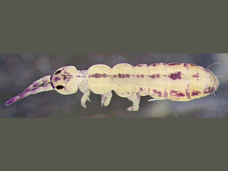 Checklist of the Collembola: Isotominae