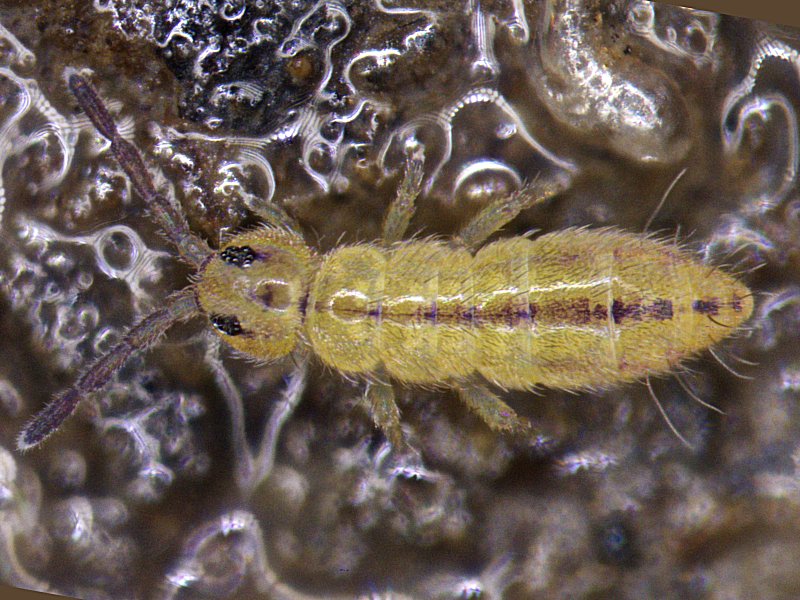 Checklist of the Collembola: Isotominae